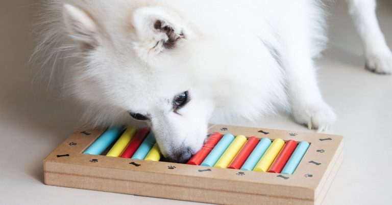 10 Ways To Provide Mental Stimulation For Dogs | Puplore