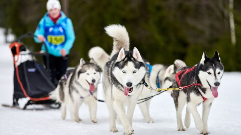13 Best Sled Dog Breeds That Do More Than Pulling Sleds | Puplore