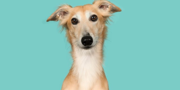 15 Skinny Dog Breeds With Long Hair | Puplore