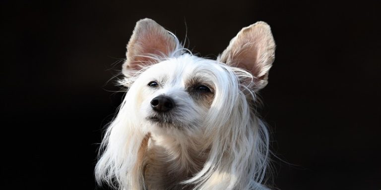 15 Skinny Dog Breeds With Long Hair | Puplore