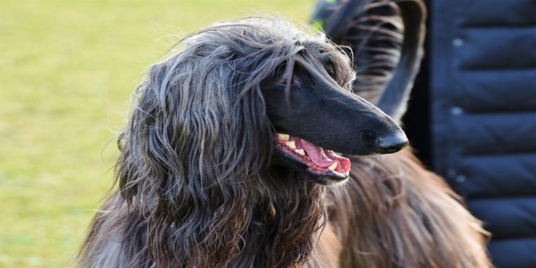 15 Skinny Dog Breeds With Long Hair | Puplore