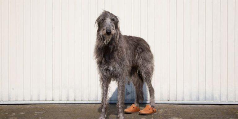 15 Skinny Dog Breeds With Long Hair | Puplore