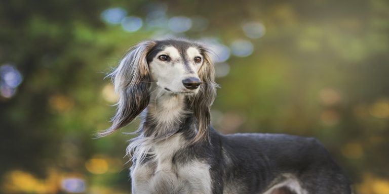 15 Skinny Dog Breeds With Long Hair | Puplore