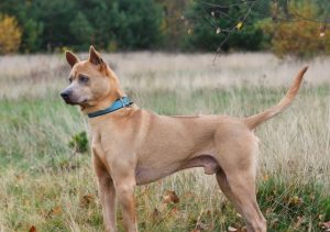 17 Black Skinny Dog Breeds: Lean and Dark Beauties | Puplore