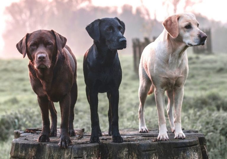Labrador Colors: Which Color Of Labrador Is Best? | Puplore