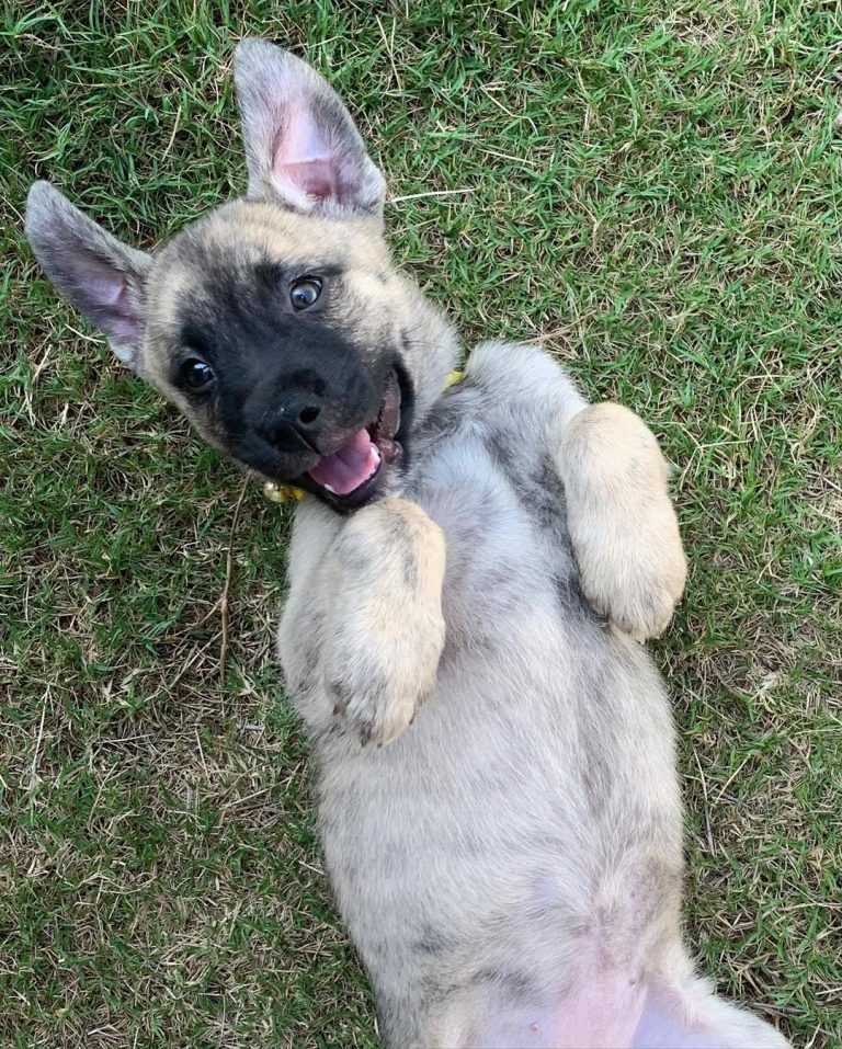 Boxer Husky Mix: A Complete Boxsky Guide | Puplore