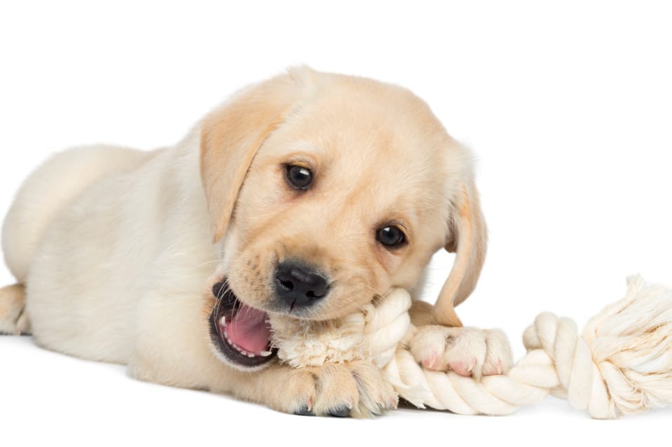 Labrador Retriever Nibbling: Facts and Tips to Train Them