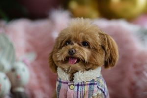 10 Teacup Poodle Facts You Didn't Know | Puplore