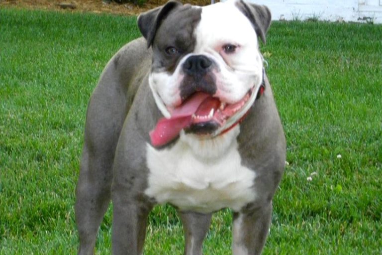 Alapaha Blue Blood Bulldog Breed Info & Facts | Puplore