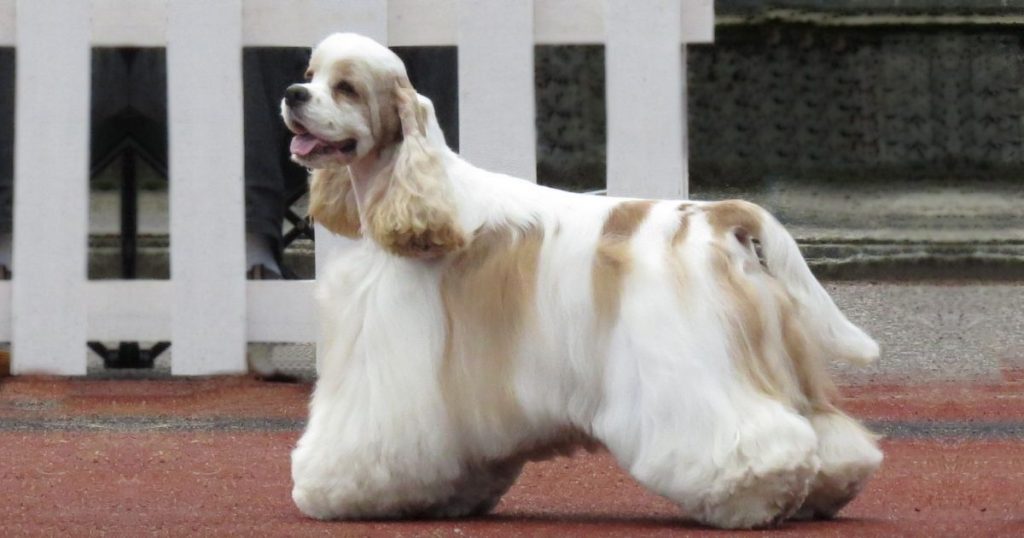 American Cocker Spaniel Facts & Dog Breed Information | Puplore