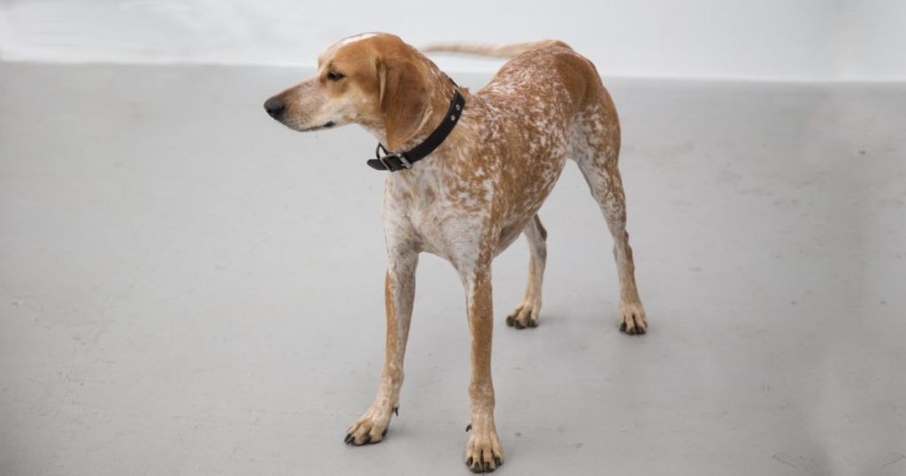 American English Coonhound Facts & Dog Breed Information | Puplore