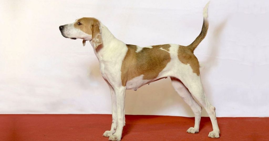 American Foxhound Facts & Dog Breed Information | Puplore