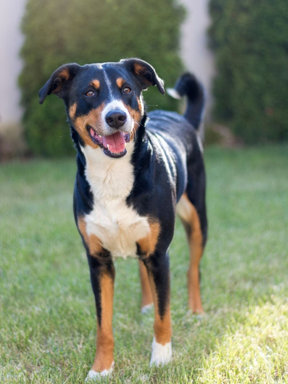 25 Black and Tan Dog Breeds (Small, Medium, Large) | Puplore