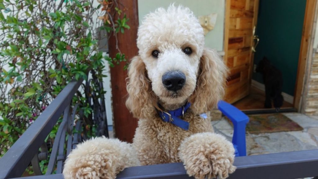 Are Poodles Smart? Poodle's Intelligence & IQ Explained | Puplore