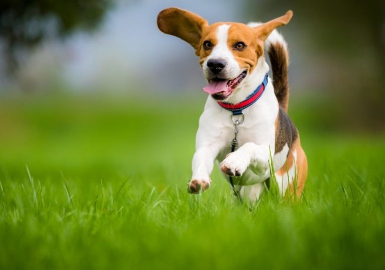 Fastest Dog Breeds: 32 Fastest Dogs In The World | Puplore