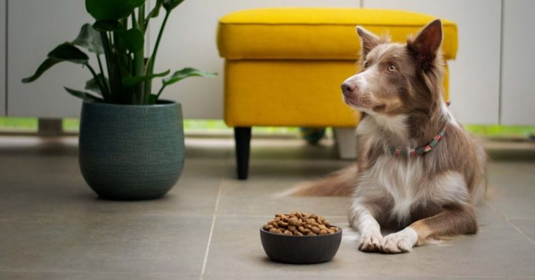 14 Best High Fiber Dog Food Brands 2023 | Puplore