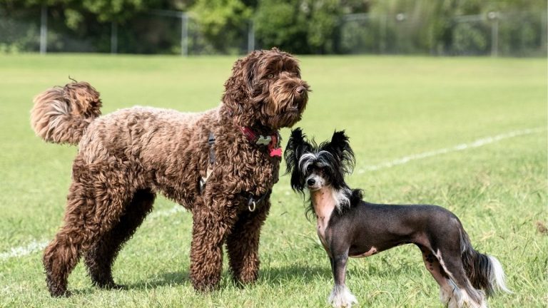 55 Best Non-Shedding Dogs (Small & Large Breeds) | Puplore