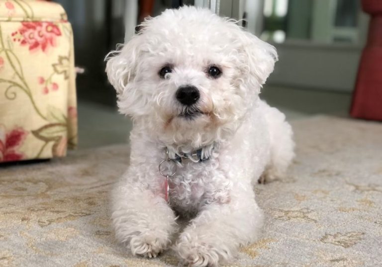 20 Curly Haired Dog Breeds That Are Totally Gorgeous | Puplore