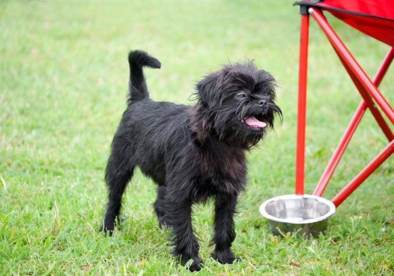 30 Small Fluffy Dog Breeds That Are Adorably Cute | Puplore