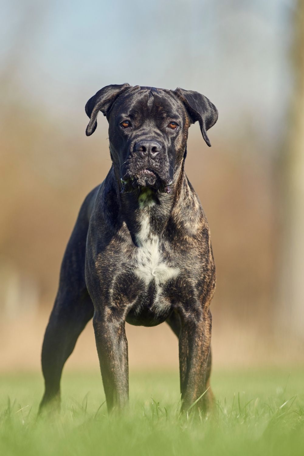 Cane Corso Colors: All 12 Common & Rare Colors | Puplore