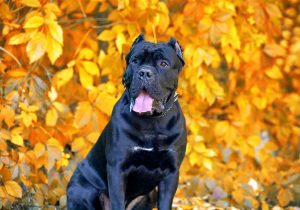 Cane Corso Colors: All 12 Common & Rare Colors | Puplore