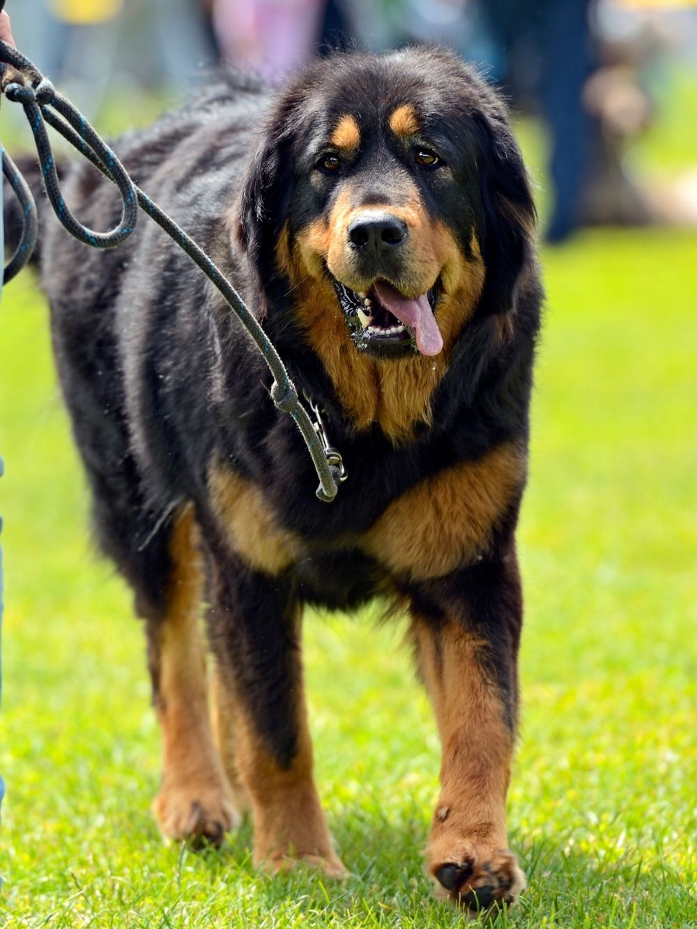25 Black and Tan Dog Breeds (Small, Medium, Large) | Puplore