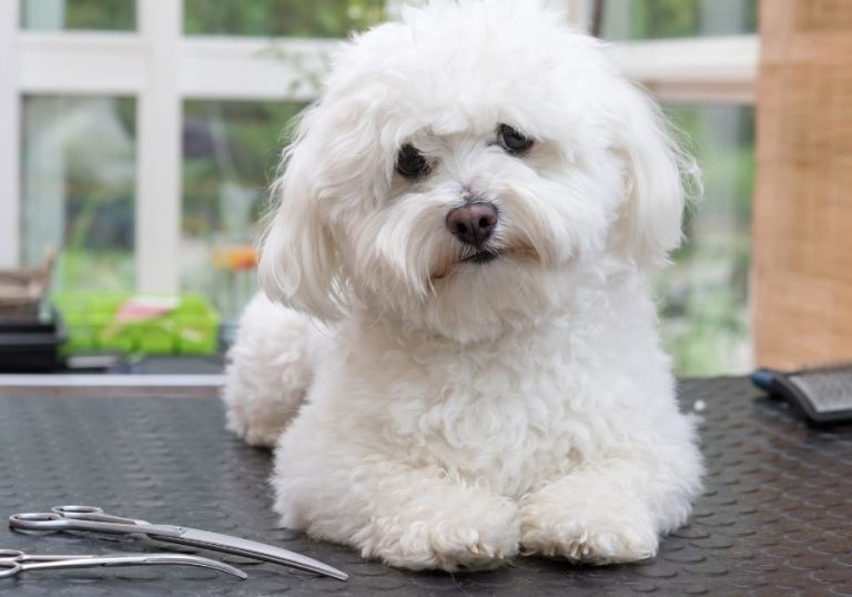 30 Small Fluffy Dog Breeds That Are Adorably Cute | Puplore