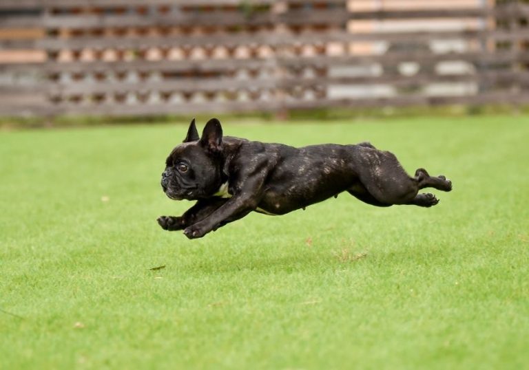 Fastest Dog Breeds: 32 Fastest Dogs In The World | Puplore