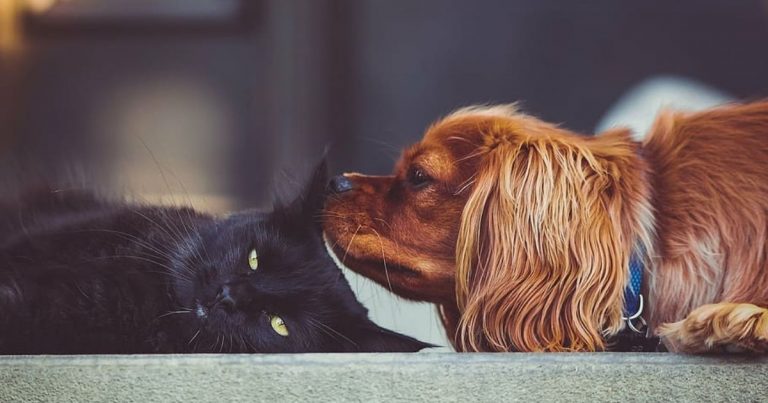 Dogs With Low Prey Drive (15 Top Breeds) | Puplore