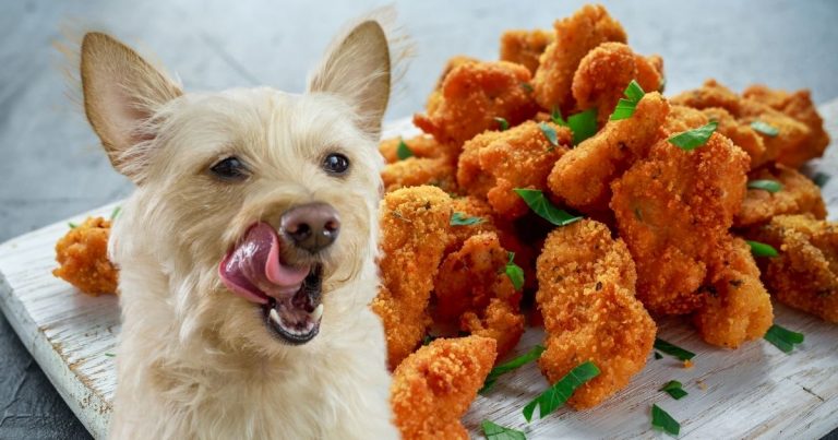 Can Dogs Eat Chicken Nuggets? Is It Safe For Them? | Puplore