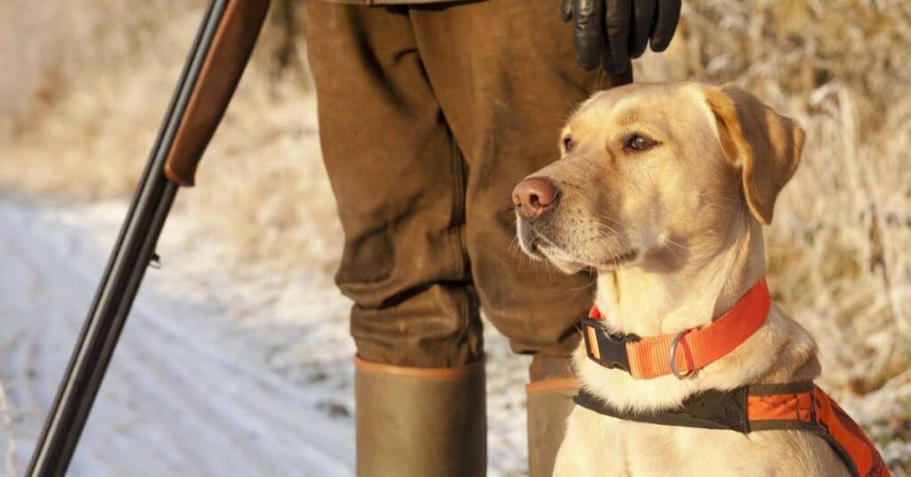 Can Labrador be a Guard Dog | Puplore