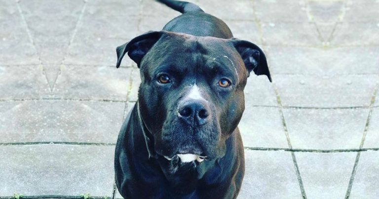Cane Corso Pitbull Mix: A Complete Pit Corso Guide | Puplore