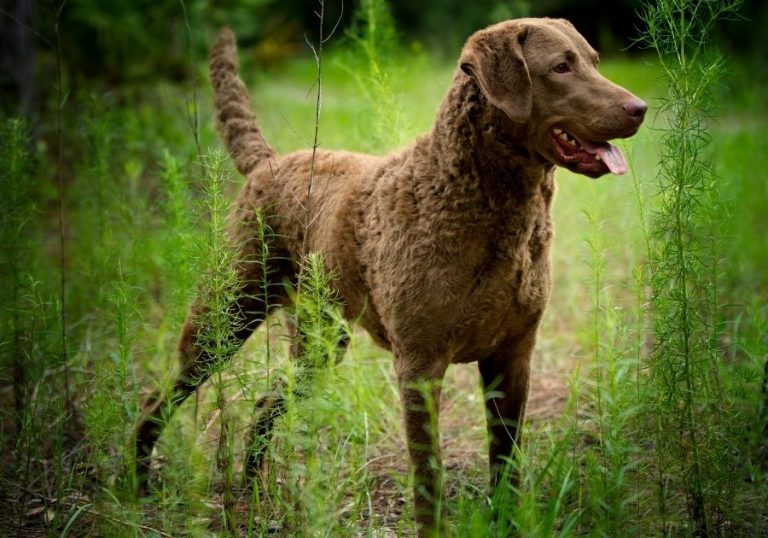 6 Types Of Retrievers - Which Breed Is Best For Me? | Puplore