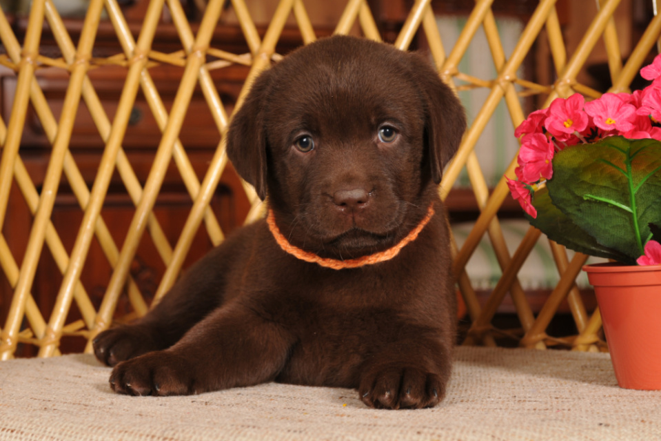 10 Fun Chocolate Labrador Facts for Every Lab Owner | Puplore