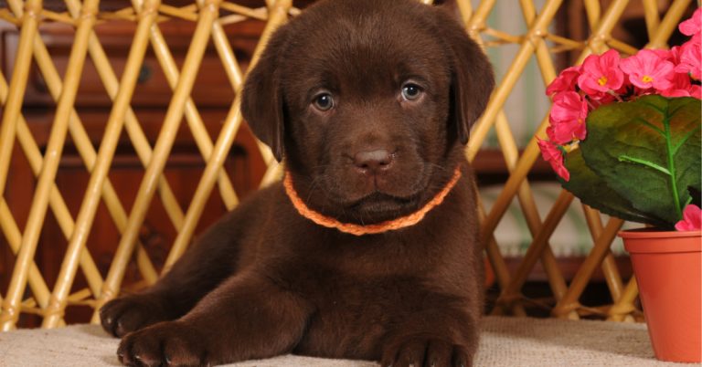 10 Fun Chocolate Labrador Facts for Every Lab Owner | Puplore