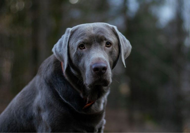 Silver Labrador Retriever: Controversy, Puppy Price, Facts | Puplore