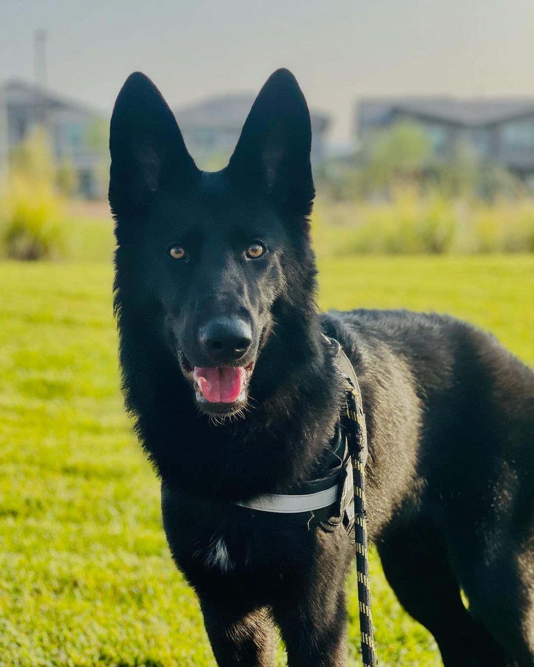 5 Mexican Dog Breeds (Chihuahua, Hairless Dog, More) | Puplore