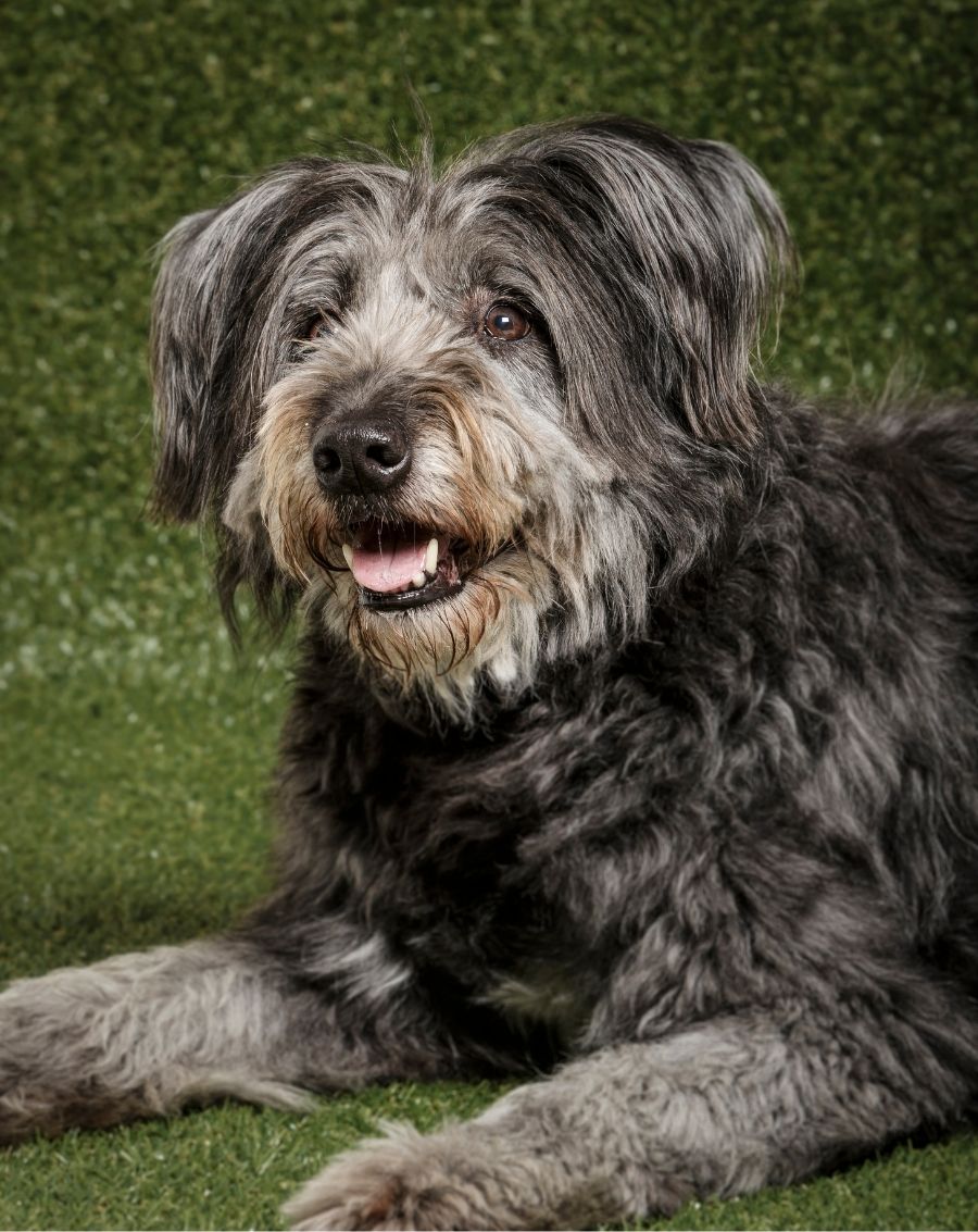 Big Fluffy Dog Breeds: 30 Adorably Large Fluffy Dogs | Puplore