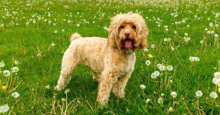 Cockapoo Full Grown Sizes: Standard, Mini, Toy & Teacup | Puplore