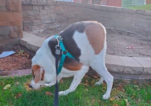 Dogs With Short Spine Syndrome (Causes & Treatment) | Puplore