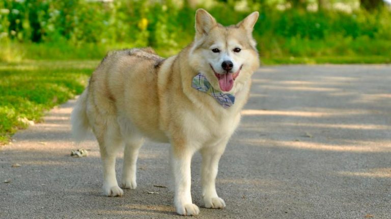 Dog Breed Info Archives | Puplore