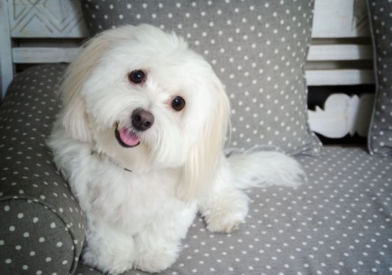 25 White Fluffy Dog Breeds You'll Love (Big & Small) | Puplore