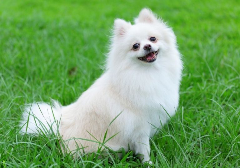 25 White Fluffy Dog Breeds You'll Love (Big & Small) | Puplore