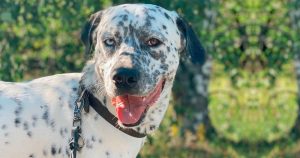 Dalusky: Dalmatian Husky Mix (A Complete Guide) | Puplore