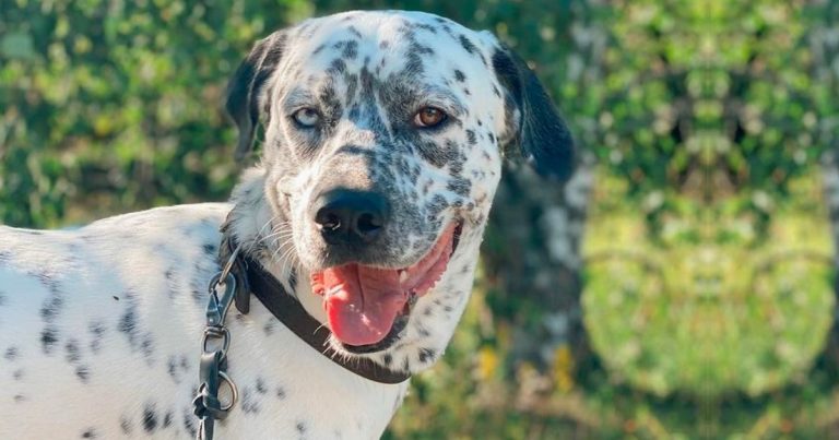 Dalusky: Dalmatian Husky Mix (A Complete Guide) | Puplore