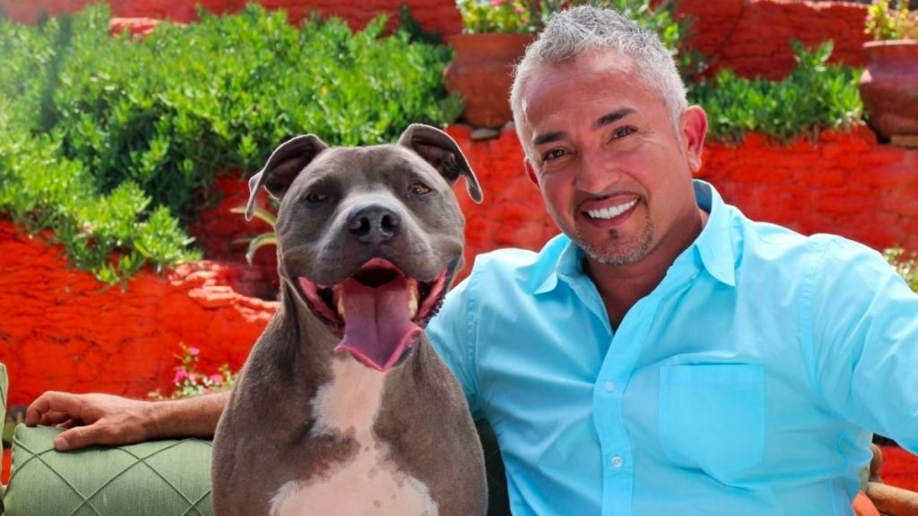 Did Cesar Millan's Pitbull Kill Queen Latifah's Dog? | Puplore