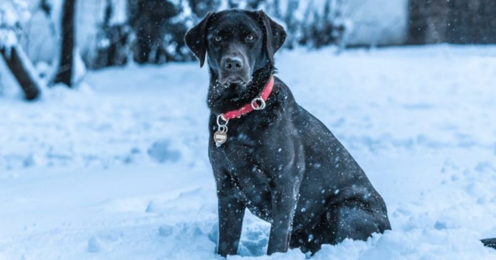 Do Labs Get Cold? Does My Labrador Need a Coat in Winter? | Puplore