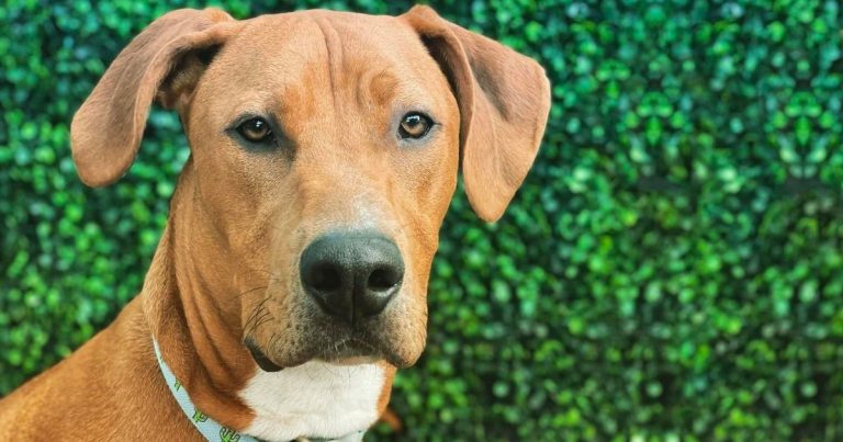 Doberman Pitbull Mix: Facts, Puppy Price & Guide | Puplore