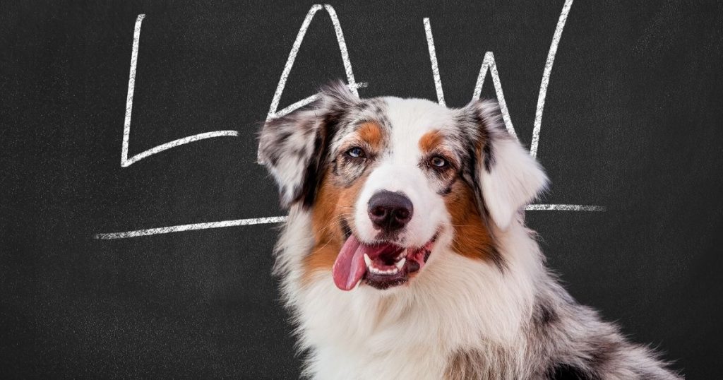 Dog Laws In Australia Every Dog Owner Should Know | Puplore