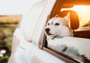 Do Great Pyrenees Have Webbed Feet? (In-Depth Guide) | Puplore